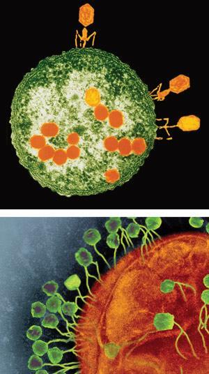 Age of the phage | Feature | Chemistry World
