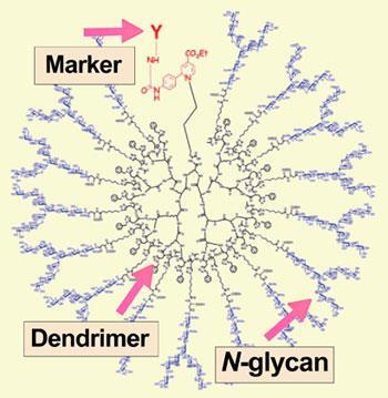 Structure dictates glycan story | News | Chemistry World