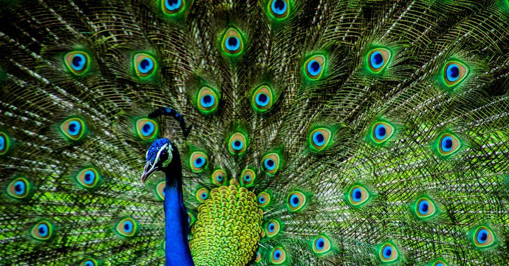 Darcin | Podcast | Chemistry World