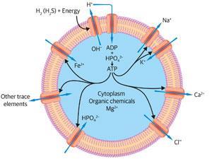 A chemical account of evolution | Feature | Chemistry World