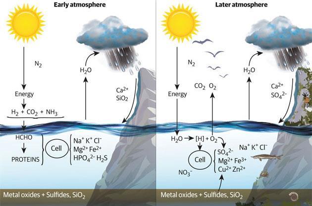 A Chemical Account Of Evolution Feature Chemistry World
