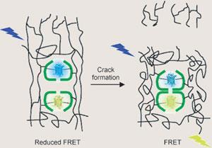 Don't FRET over broken polymers | News | Chemistry World