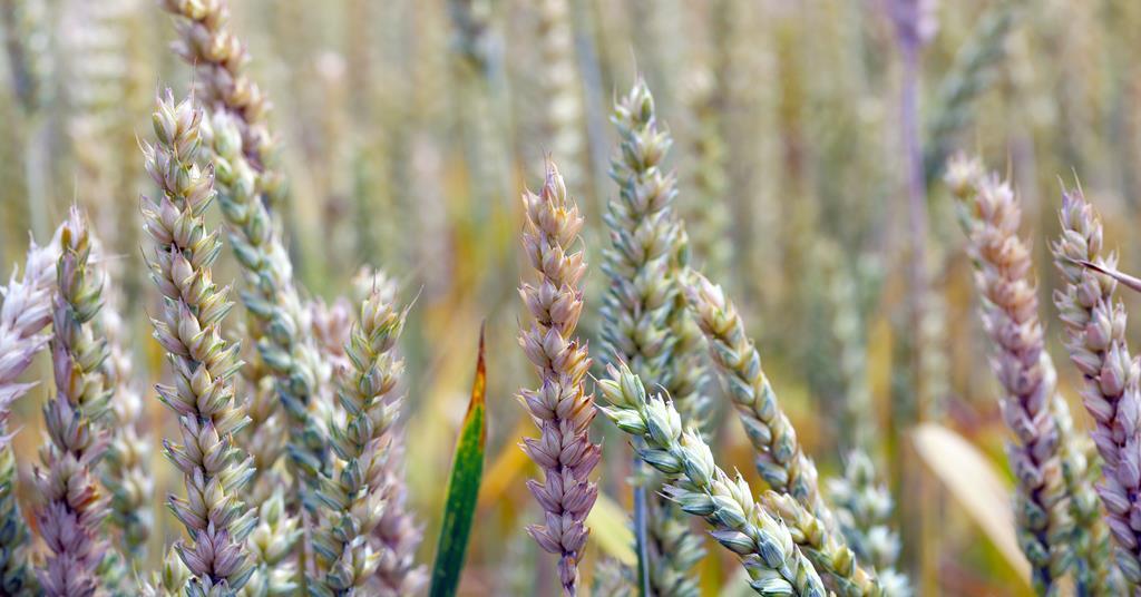 Chinese researchers charged with smuggling plant pathogen into the US ...