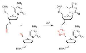 Unnatural DNA links click for faster synthesis | Research | Chemistry World