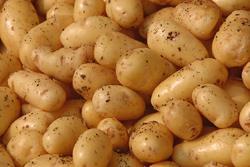 21 September 2005: Stressed GM potatoes contain increased levels of ...
