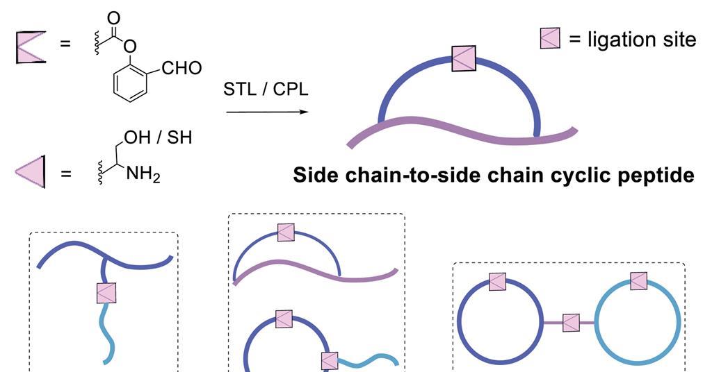 Peptide ligation strategy unlocks diverse range of structural motifs ...