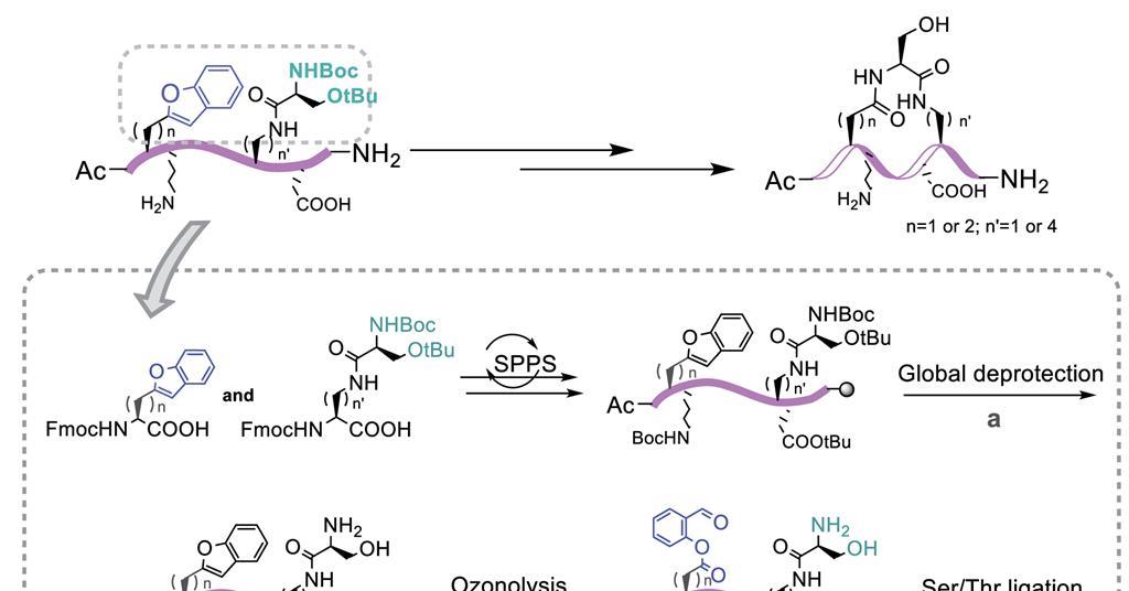 Peptide ligation strategy unlocks diverse range of structural motifs ...