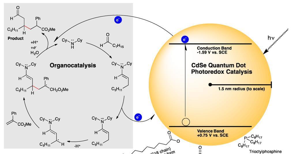 Quantum dot first for carbon–carbon bond photocatalysis | Research ...