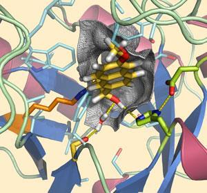 Synthetic enzymes designed by computer | News | Chemistry World