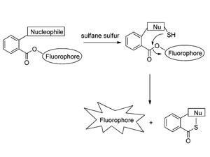 Selective sulfane sulfur detection | Research | Chemistry World