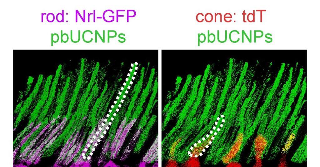 ‘Predator particles’ give mice infrared vision | Research | Chemistry World