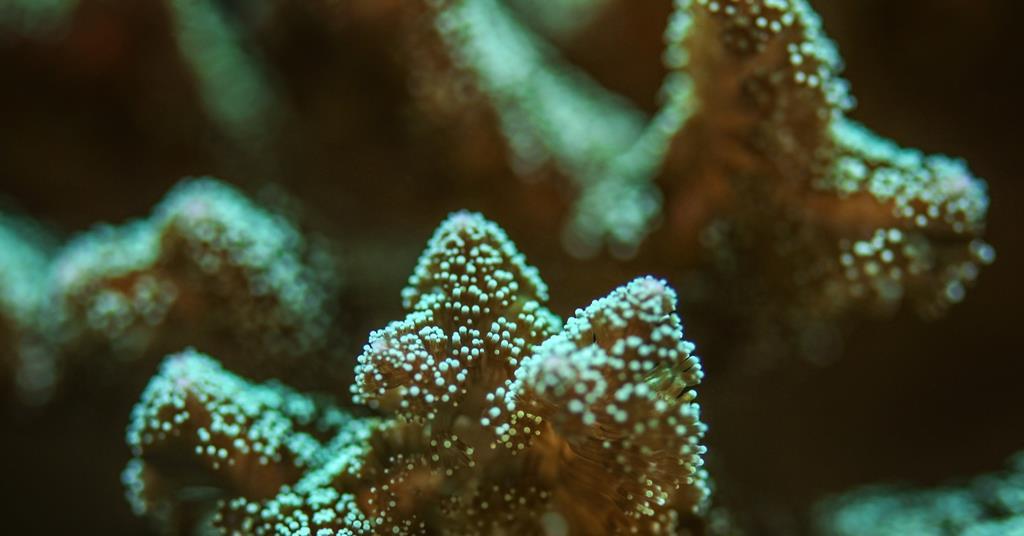Green fluorescent protein | Podcast | Chemistry World