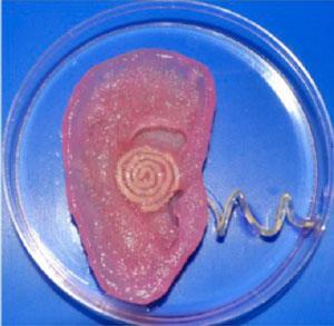 3D printer churns out bionic ear | Research | Chemistry World