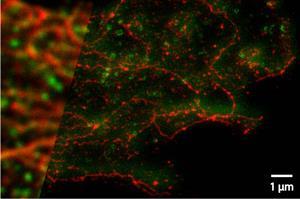 Super-resolution light microscopy wins chemistry Nobel | News ...
