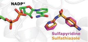 Understanding sulfa drugs' side effects | Research | Chemistry World