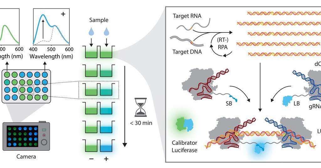 Glow-in-the-dark proteins offer cheap and fast diagnostic tests ...