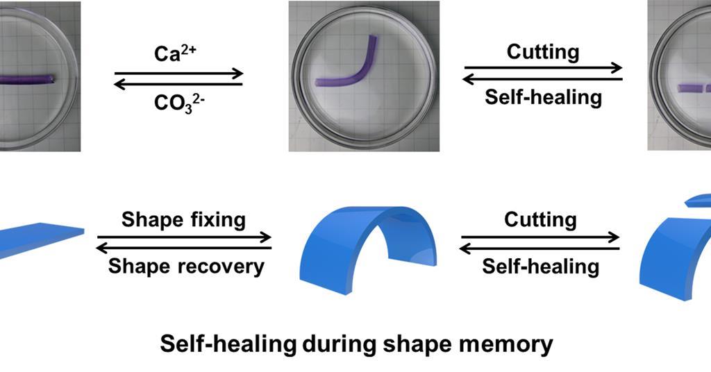 Shape-shifting hydrogel can heal itself | Research | Chemistry World