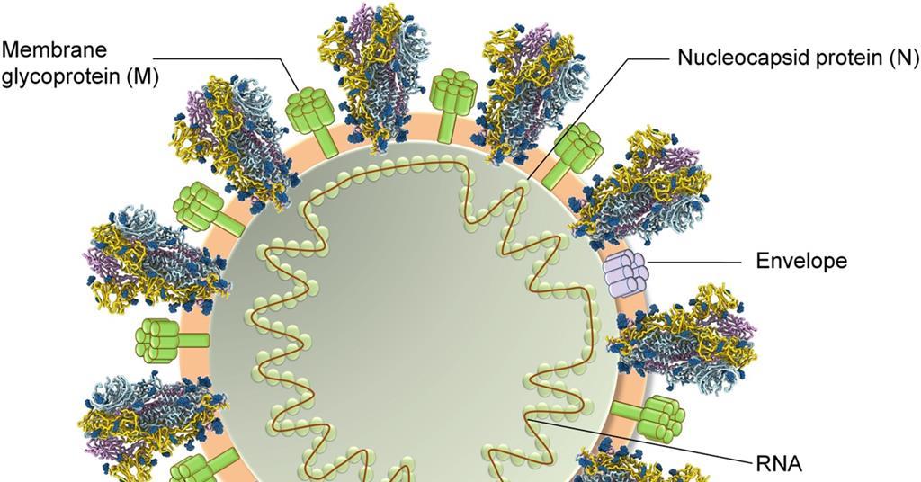 Structure, lifecycle and replication machinery of SARS-CoV-2 | Book ...