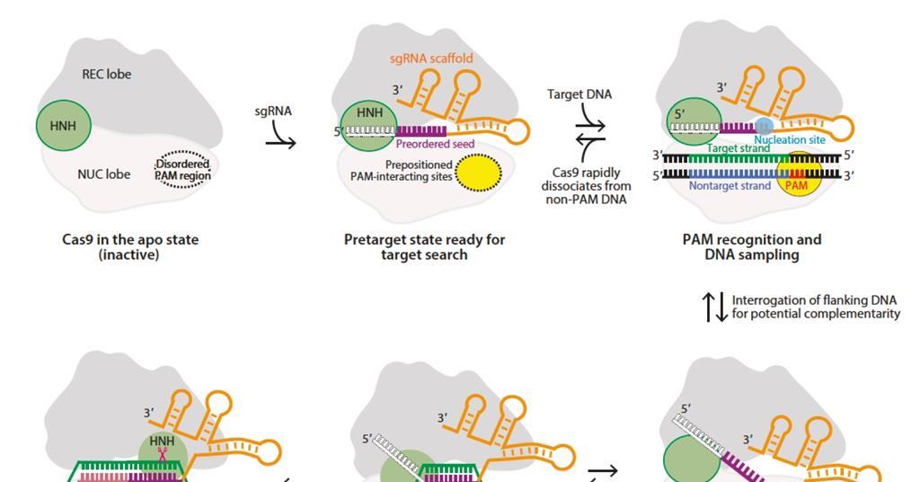 Explainer: What is Crispr and why did it win the Nobel prize? | News ...