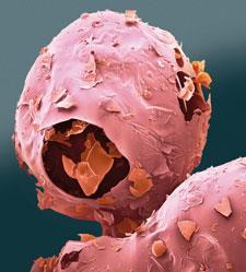 Sweets for my sweet | Feature | Chemistry World