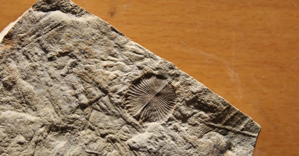 Recreation Of Ediacaran ‘death Masks Offers Chemical Explanation For Fossils Formation Flipboard 