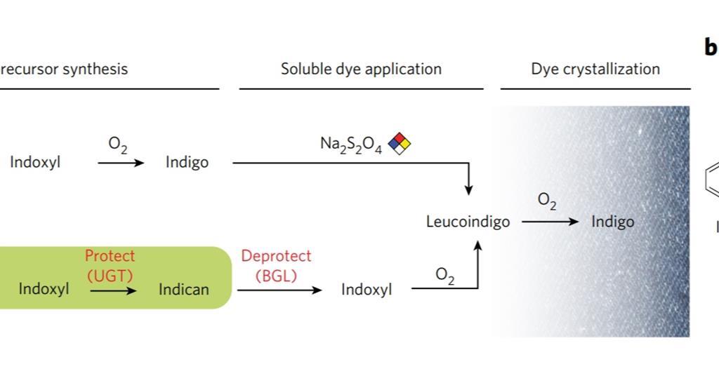 Indigo genes dyeing to make jeans cleaner and greener | Research ...