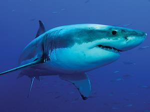 Squalene | Podcast | Chemistry World