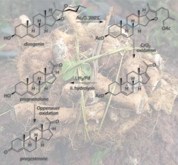 The birth of the pill | Feature | Chemistry World