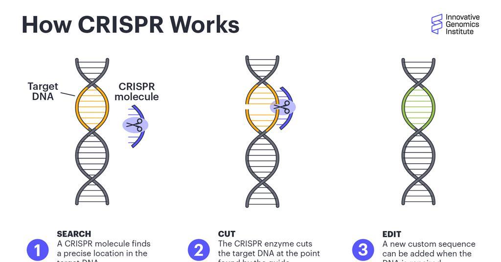 Crispr moves into the clinic | News | Chemistry World