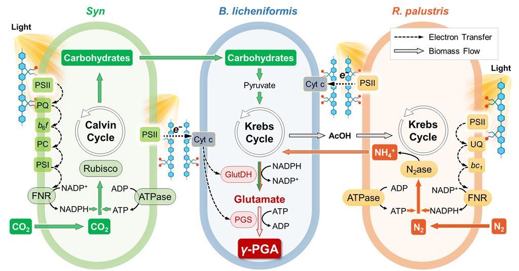 Wired-up symbiotic multi-organism can turn sunlight and air into ...