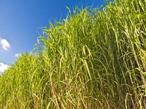 Bacterium breaks down grass for biofuel | Research | Chemistry World