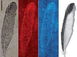 Plumage pattern revealed in 150 million-year-old bird | Research ...