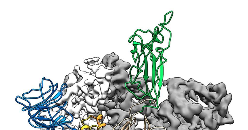 Detailed 3D coronavirus spike map offers hope for vaccine development ...