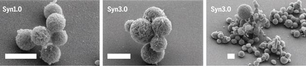 Smallest ever genome gives life to minimal microbe | Research ...