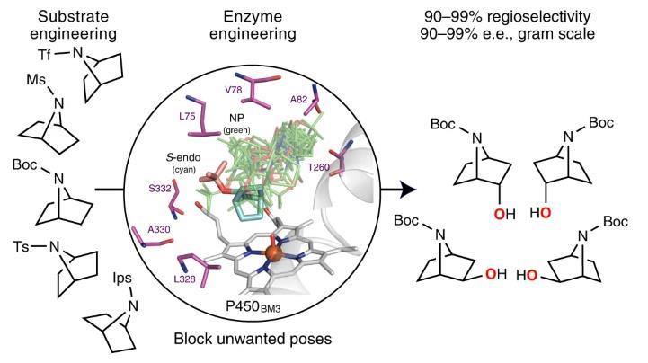 Diverse pharmaceutical building blocks prepared with evolved enzymes ...