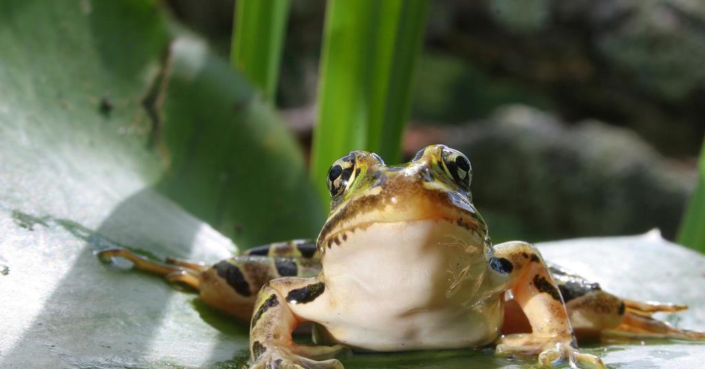 Non-Newtonian saliva gives frog’s tongue sticking power | Research ...