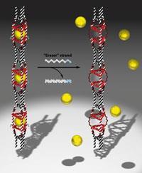 DNA motors on | Feature | Chemistry World