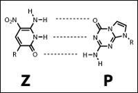 Expanded genetic alphabet could spell out new genes | News | Chemistry ...