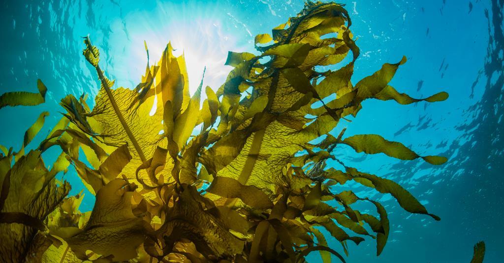 Sodium alginate | Podcast | Chemistry World