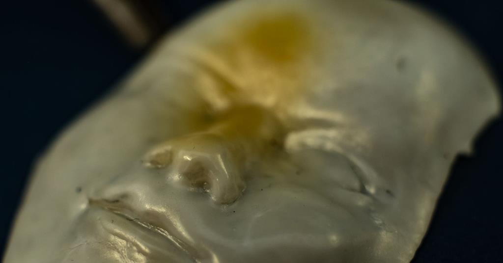 Liquid crystals shape up on demand | Research | Chemistry World