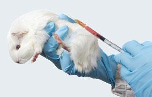 Animal testing alternatives for China | News | Chemistry World