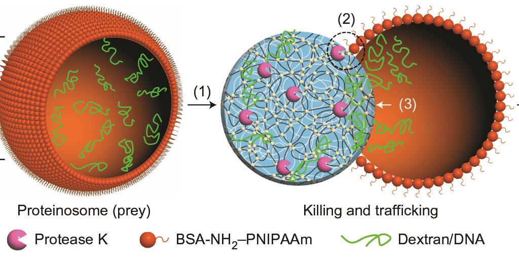 Primitive synthetic cells get a taste for each other | Research ...