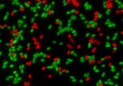 Antibiotic combinations tackle resistance | News | Chemistry World