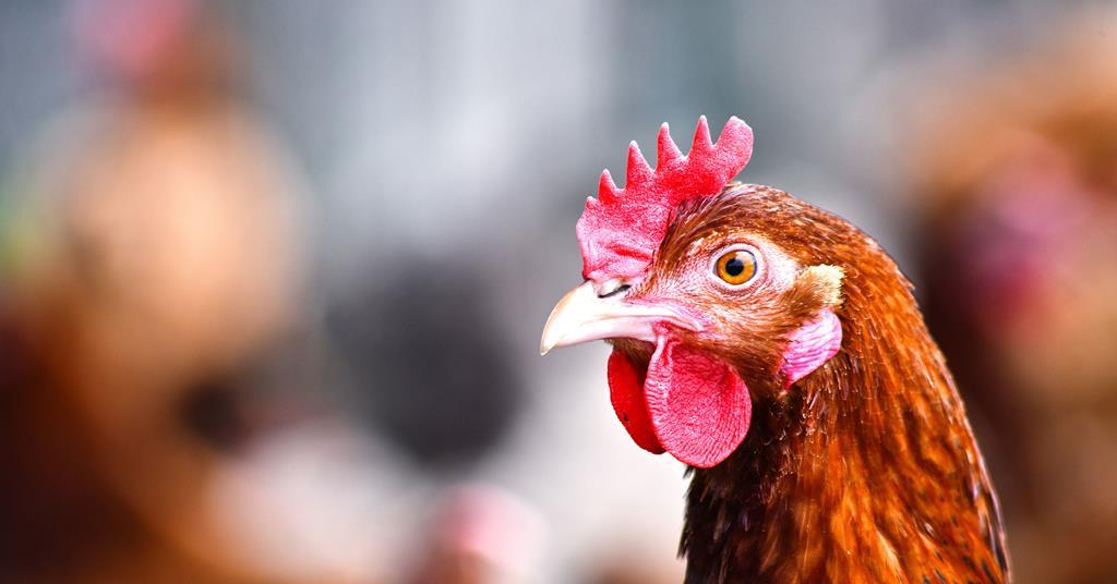 Genetic-editing of chickens protects them from catching the flu ...