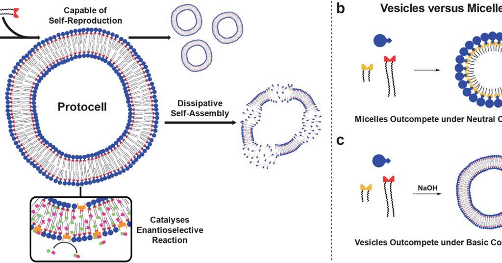 Simple lipid networks combine self-assembly, replication, competition ...