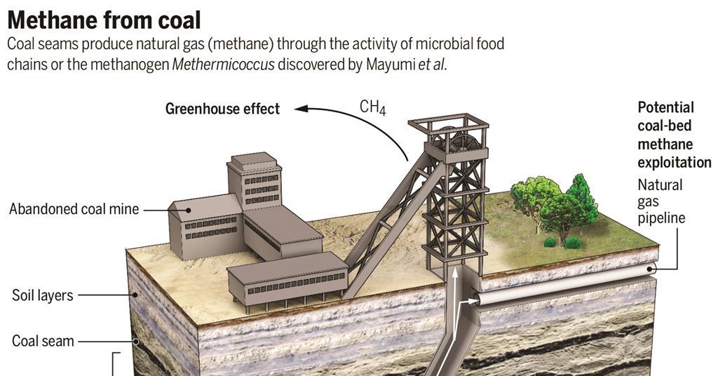 Primitive microbe may offer a hotbed of methane | Research | Chemistry ...