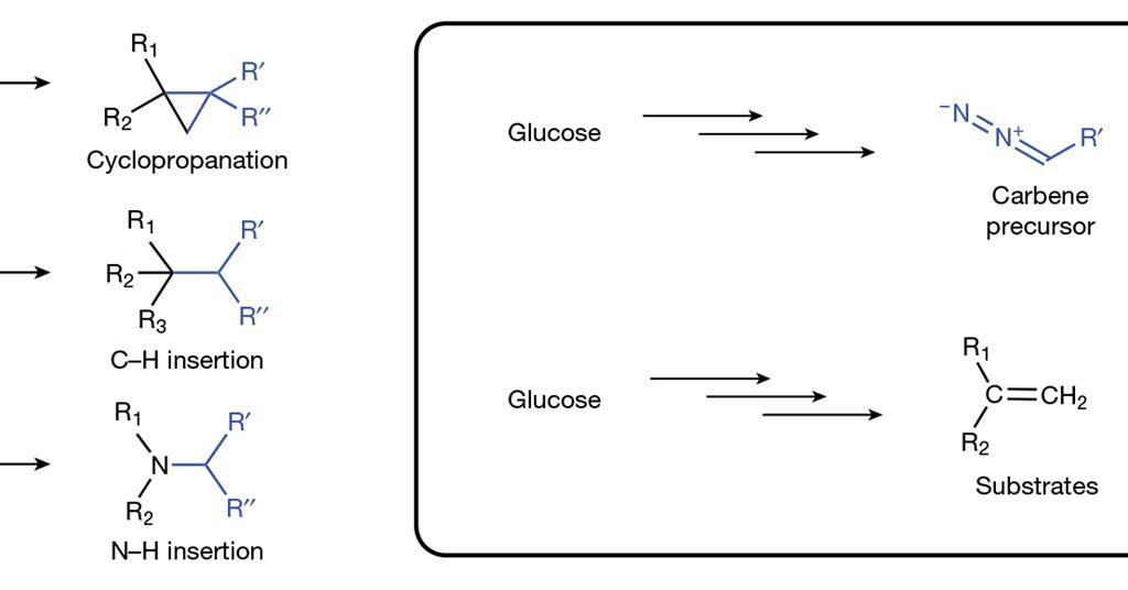 Carbene chemistry built into microbe’s metabolism in first for ...