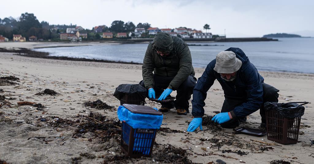 Plastic pellets spill pollutes north Spanish coast | News | Chemistry World