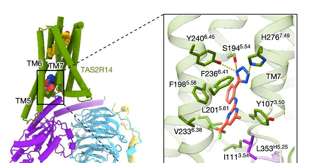 Microscopy structures reveal mechanism behind bitter taste | Research ...