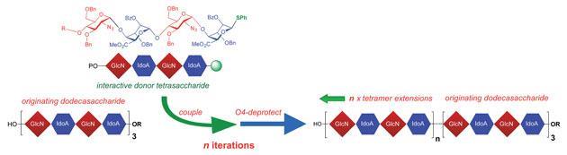 Streamlined synthesis yields longer sugar chains | Research | Chemistry ...